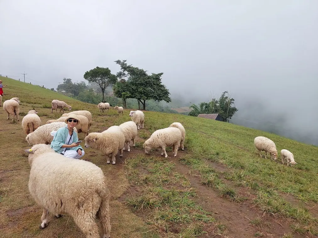 เที่ยวเชียงราย แม่สรวย ฟาร์มแกะคาเฟ่สไตล์อาข่า (Akha Farm Ville ...