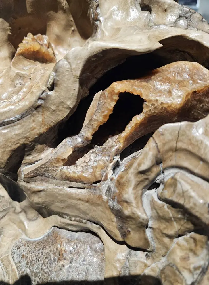 Waranon ญี่ปุ่น ฟูโกโอกะ พิพิธภัณฑ์แห่งเมืองมิคาซ่า (Mikasa City Meseum) - iok2u.com